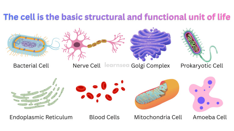 NCERT Class 9 Cell: The Building Block of Life Notes Learn Sea